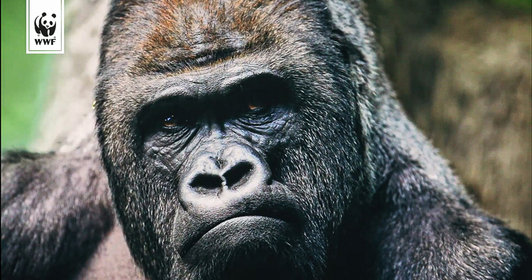 WWF - The Shack Film Production - Berlin/Hamburg